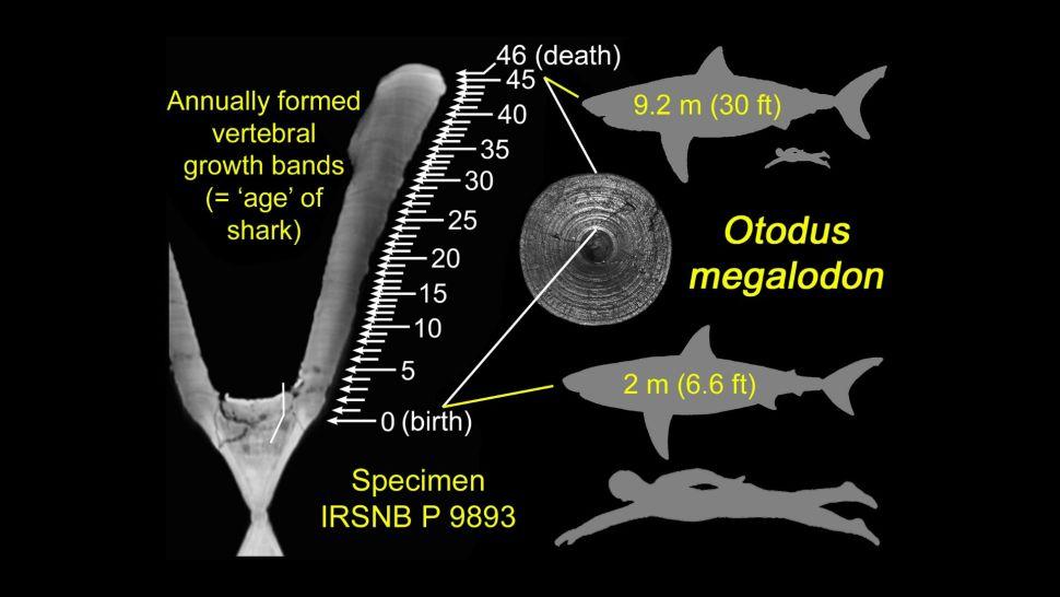 b-t-ng-l-do-v-sao-c-m-p-megalodon-con-c-k-ch-th-c-kh-ng-l